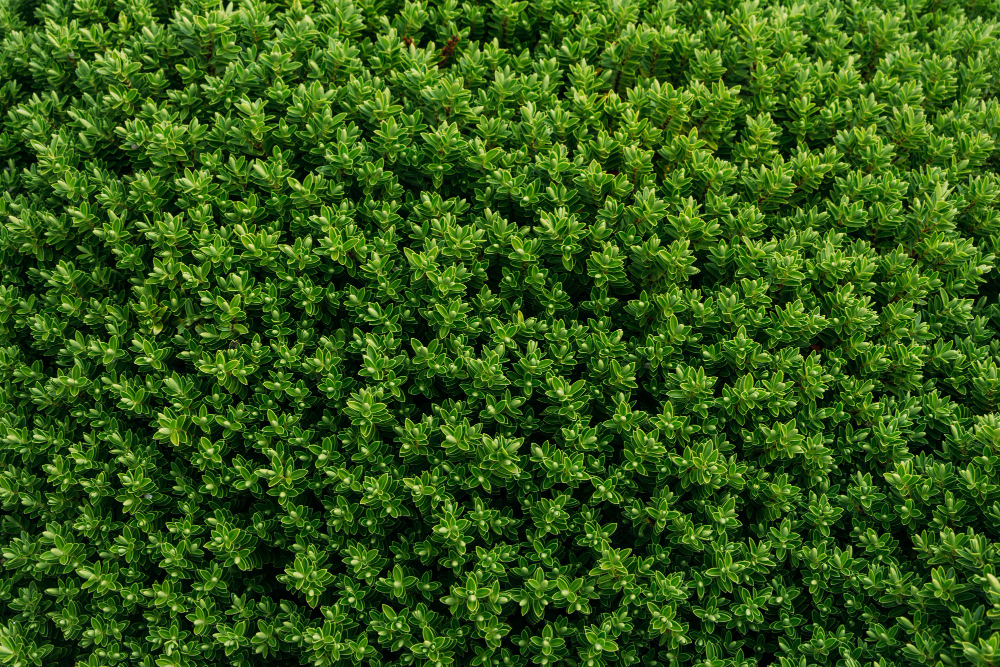 Potatura arbusti ornamentali - Antonello Urso | Giardinaggio